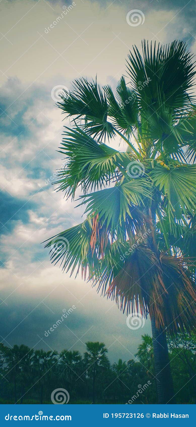 A vintage palm tree stock photo. Image of tree, vintage - 195723126