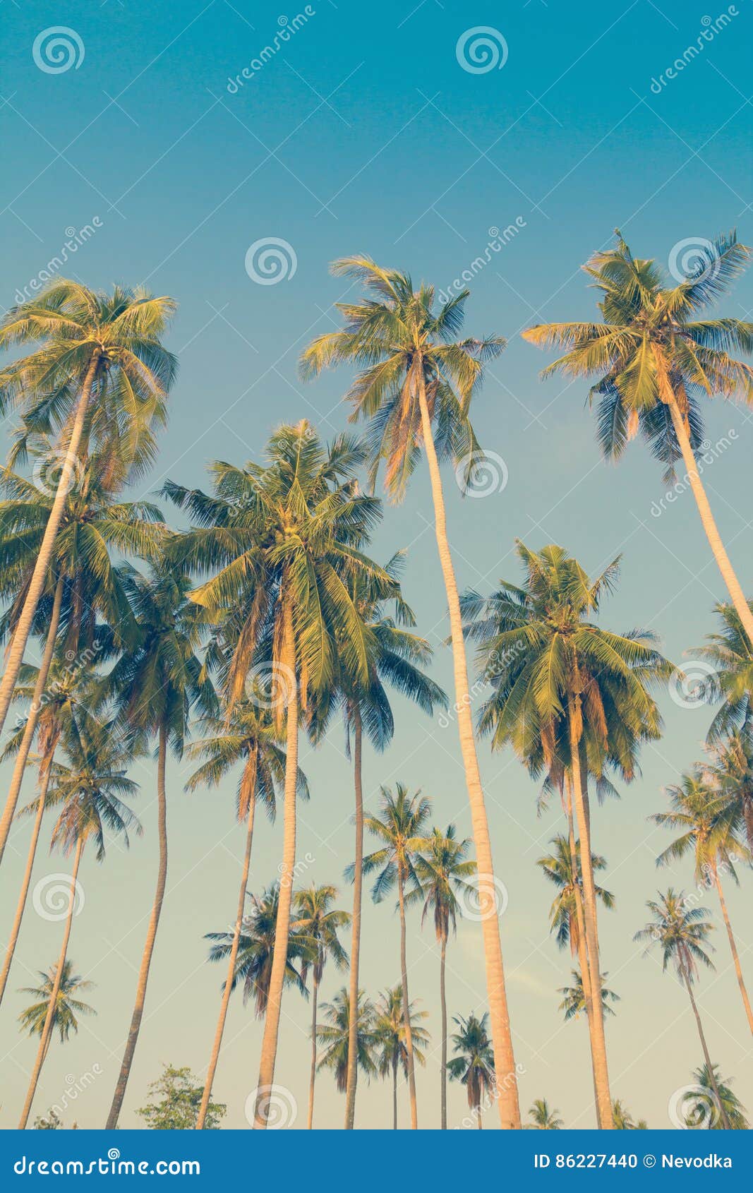 Vintage palm trees stock photo. Image of vacation, nostalgia - 86227440