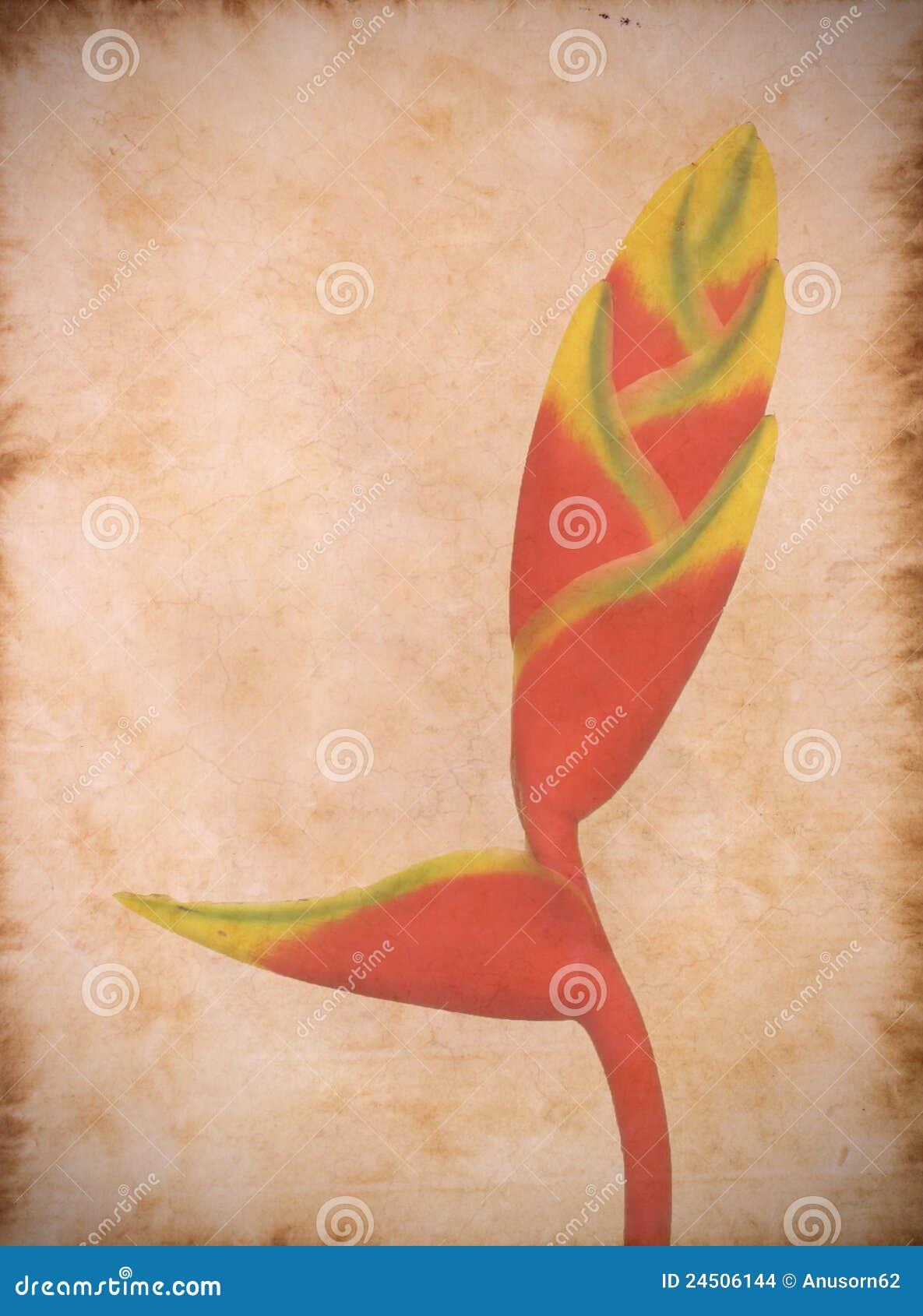 Vintage Paper Heliconia Stock Photos - Free & Royalty-Free Stock Photos ...