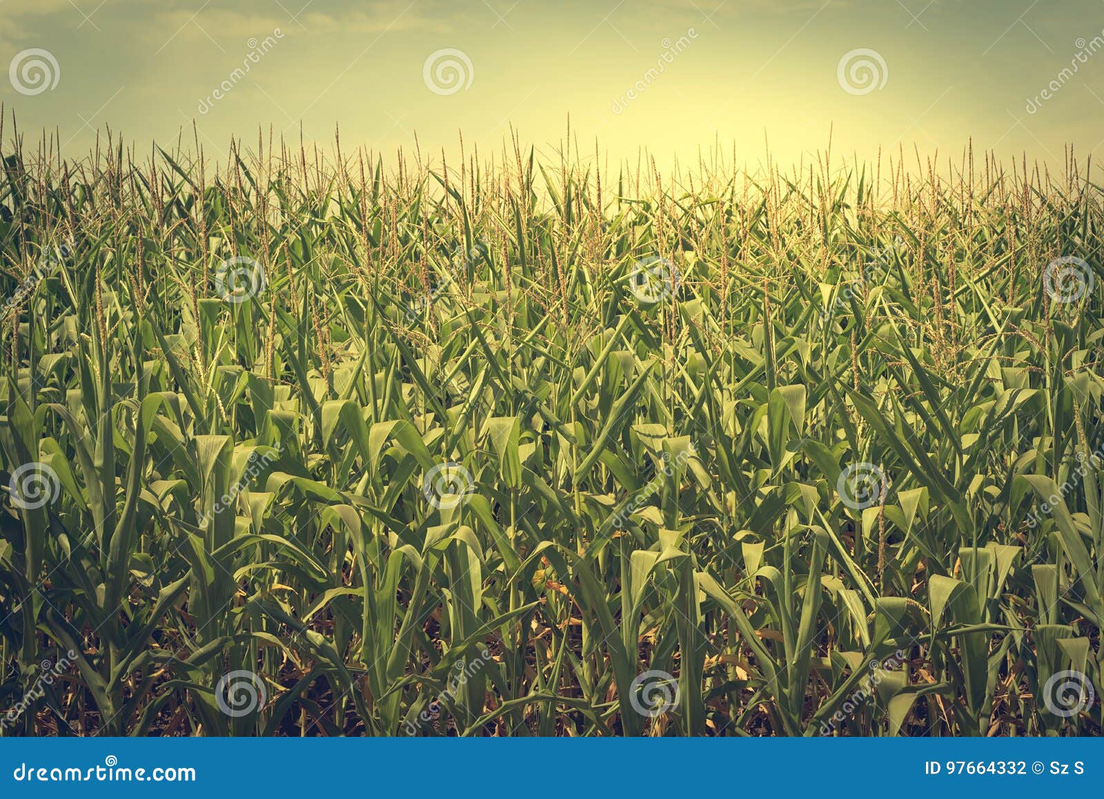 Vintage Photo of Corn Field Stock Photo - Image of leaf, industry: 97664332