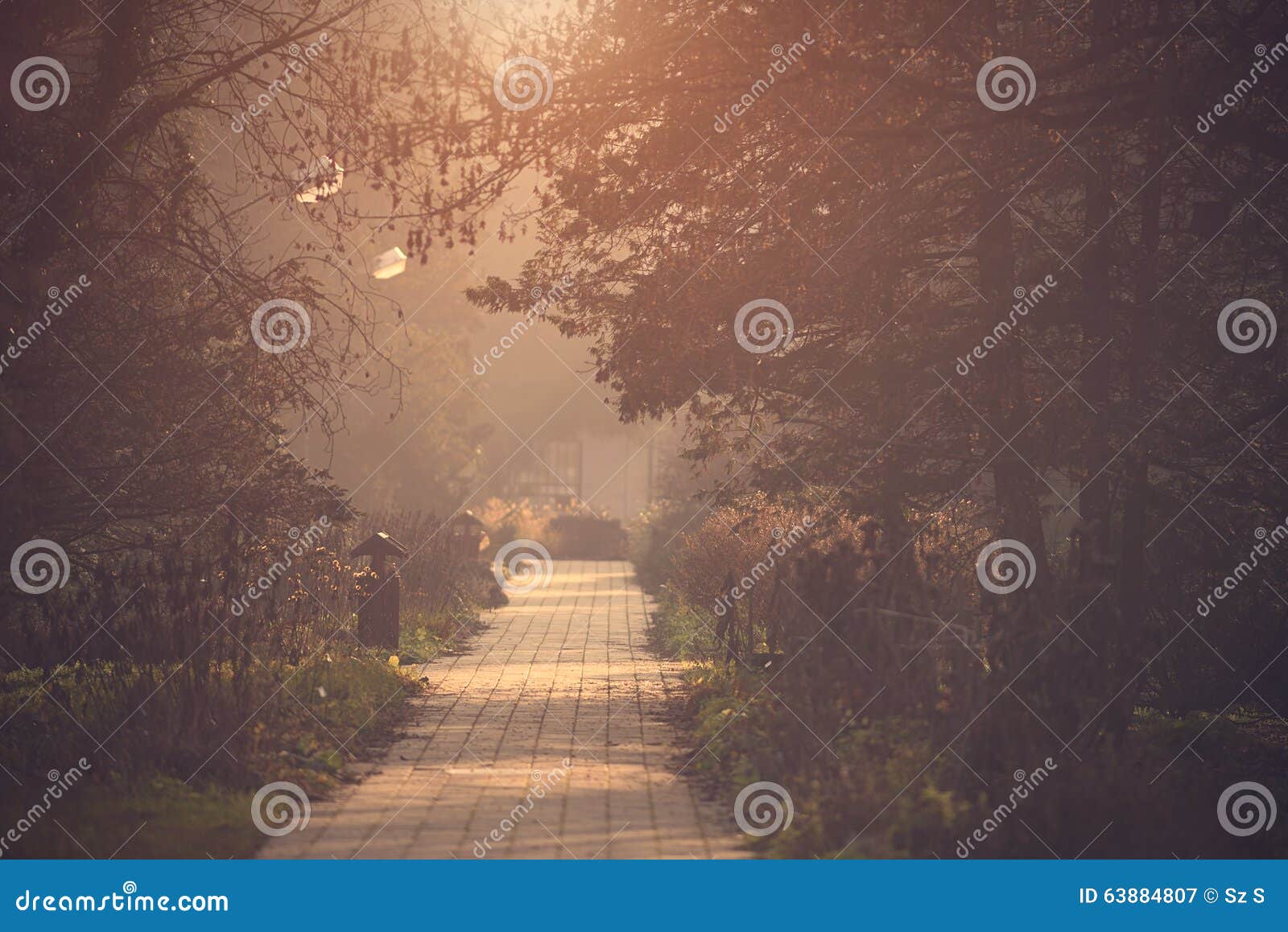 Vintage Photo of Forest Path Stock Image - Image of amazing, early ...