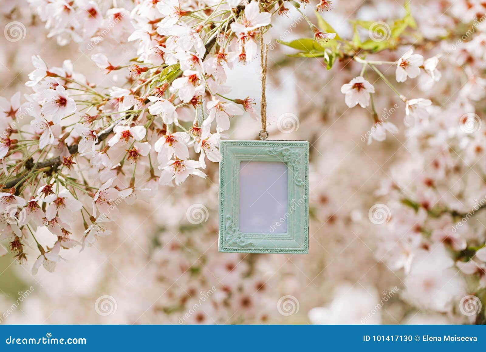 Vintage Photo Frame with Blossom Cherry Flower Sakura Stock Photo ...