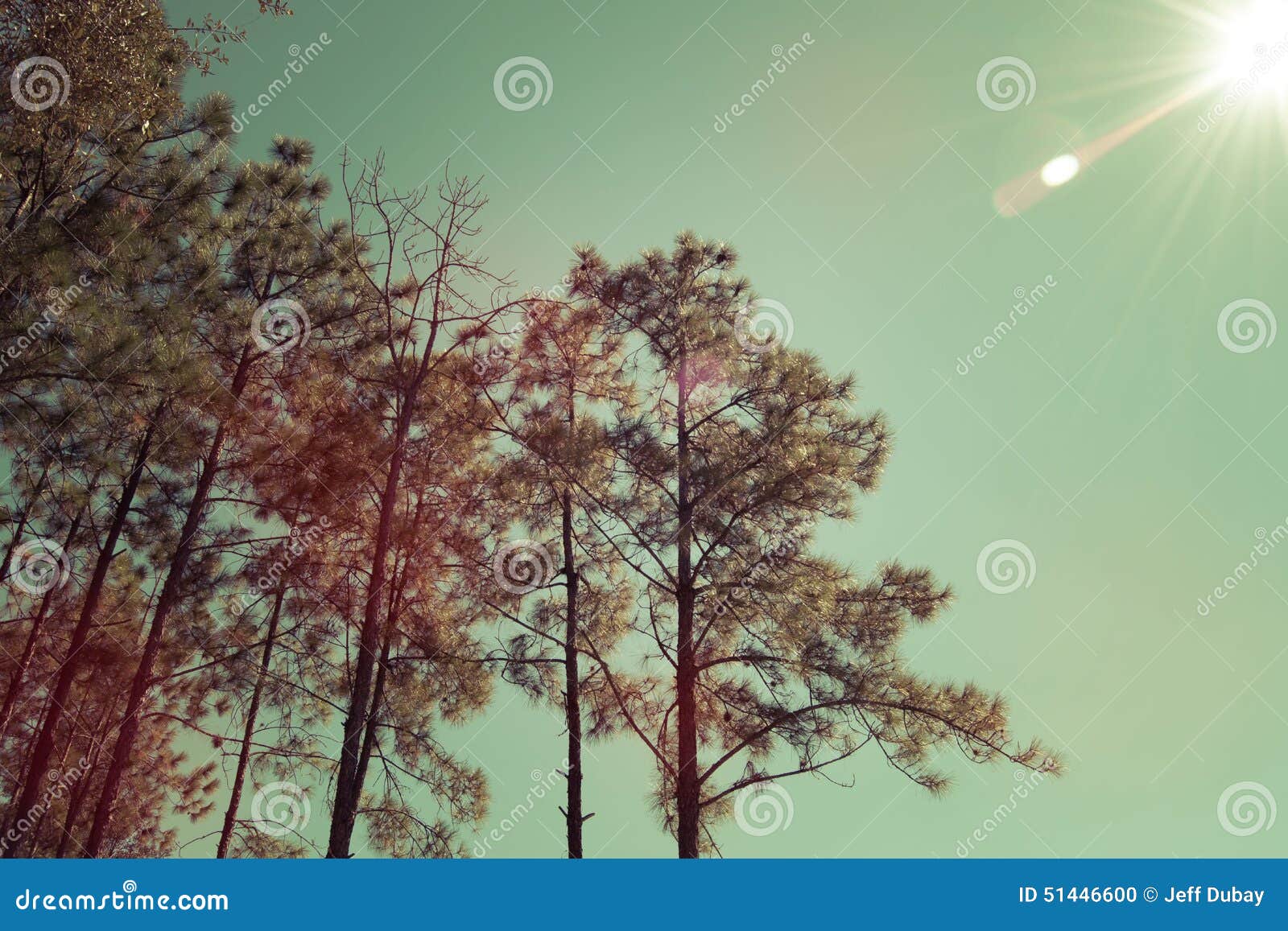 Vintage Pine Trees stock photo. Image of trees, pine - 51446600