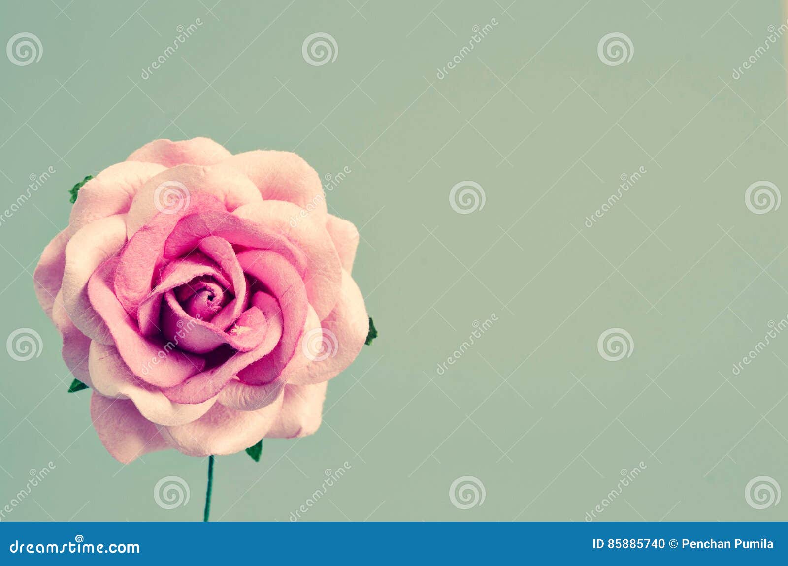 Vintage Pink Rose with Empty Space. Stock Photo - Image of dark, color ...