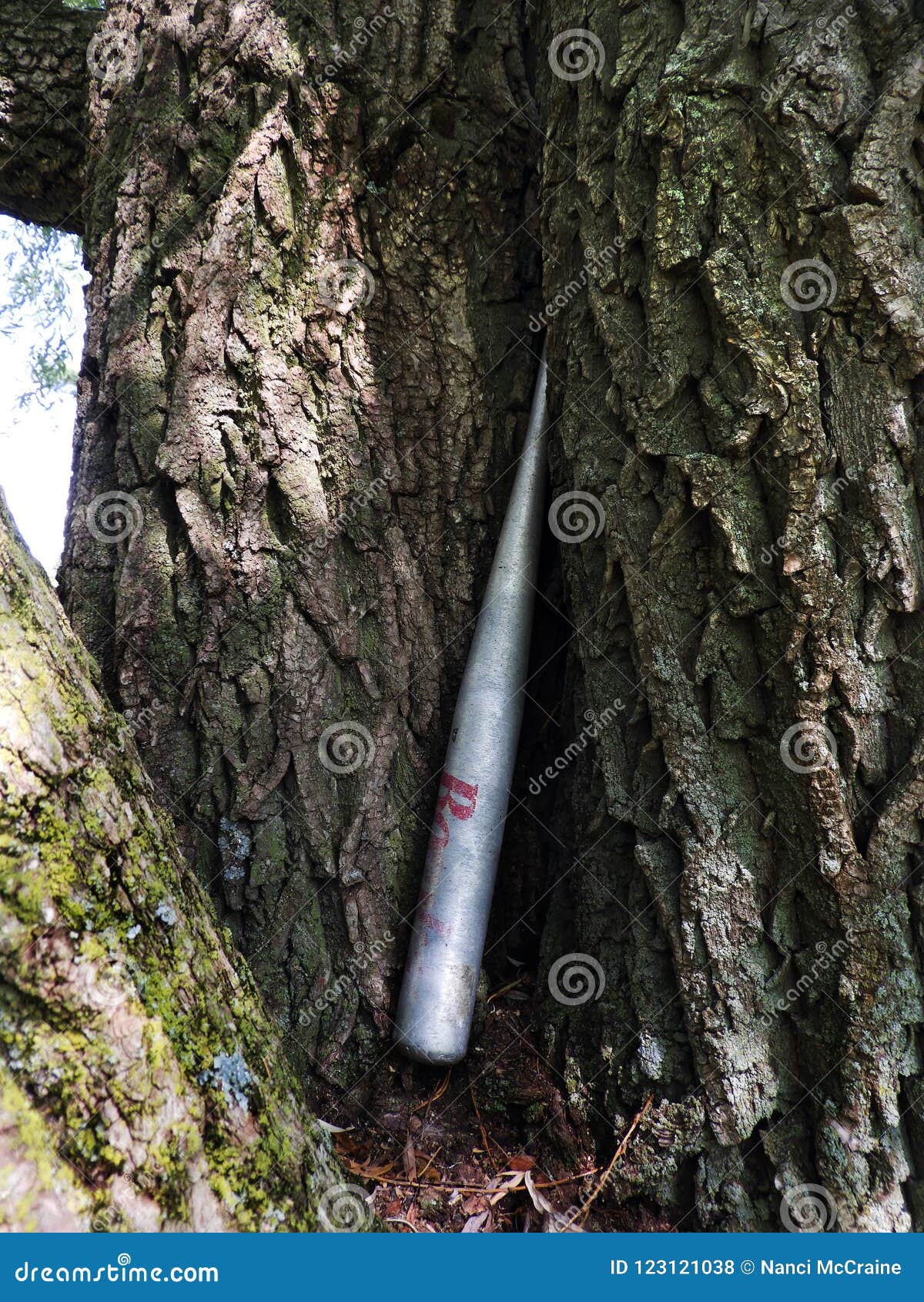 Vintage Rawlings Baseball Bat Swallowed by Tree Stock Photo - Image of ...