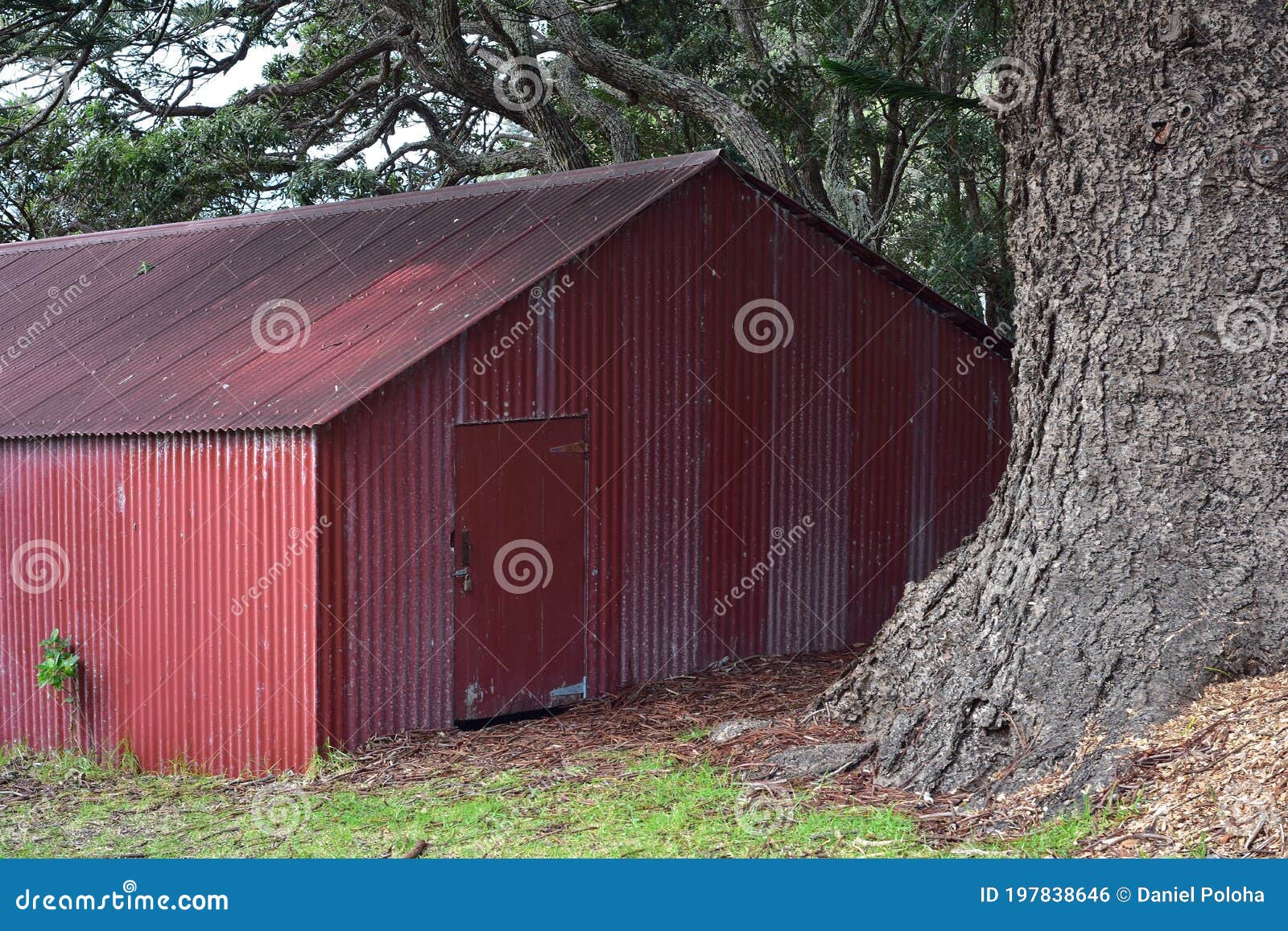 Old Red Metal Shed Under Massive Pine Tree Stock Photo - Image of ...