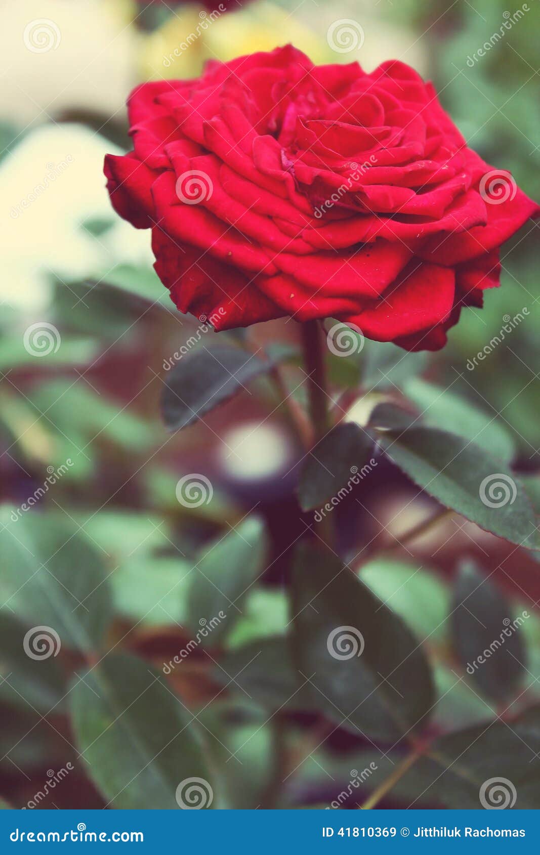 Vintage red rose stock image. Image of grime, ancient - 41810369
