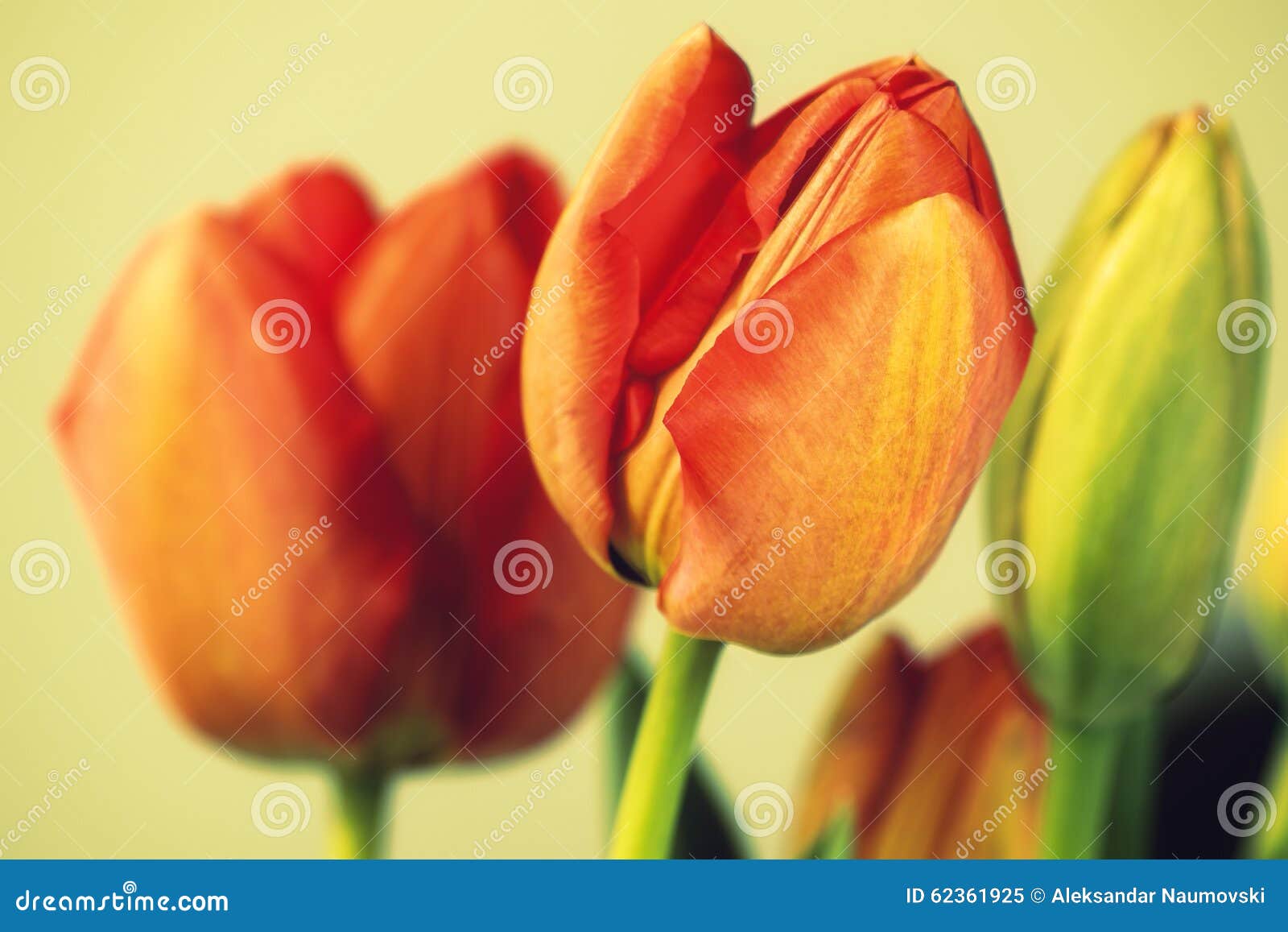 Vintage red tulips stock image. Image of colors, elegance - 62361925