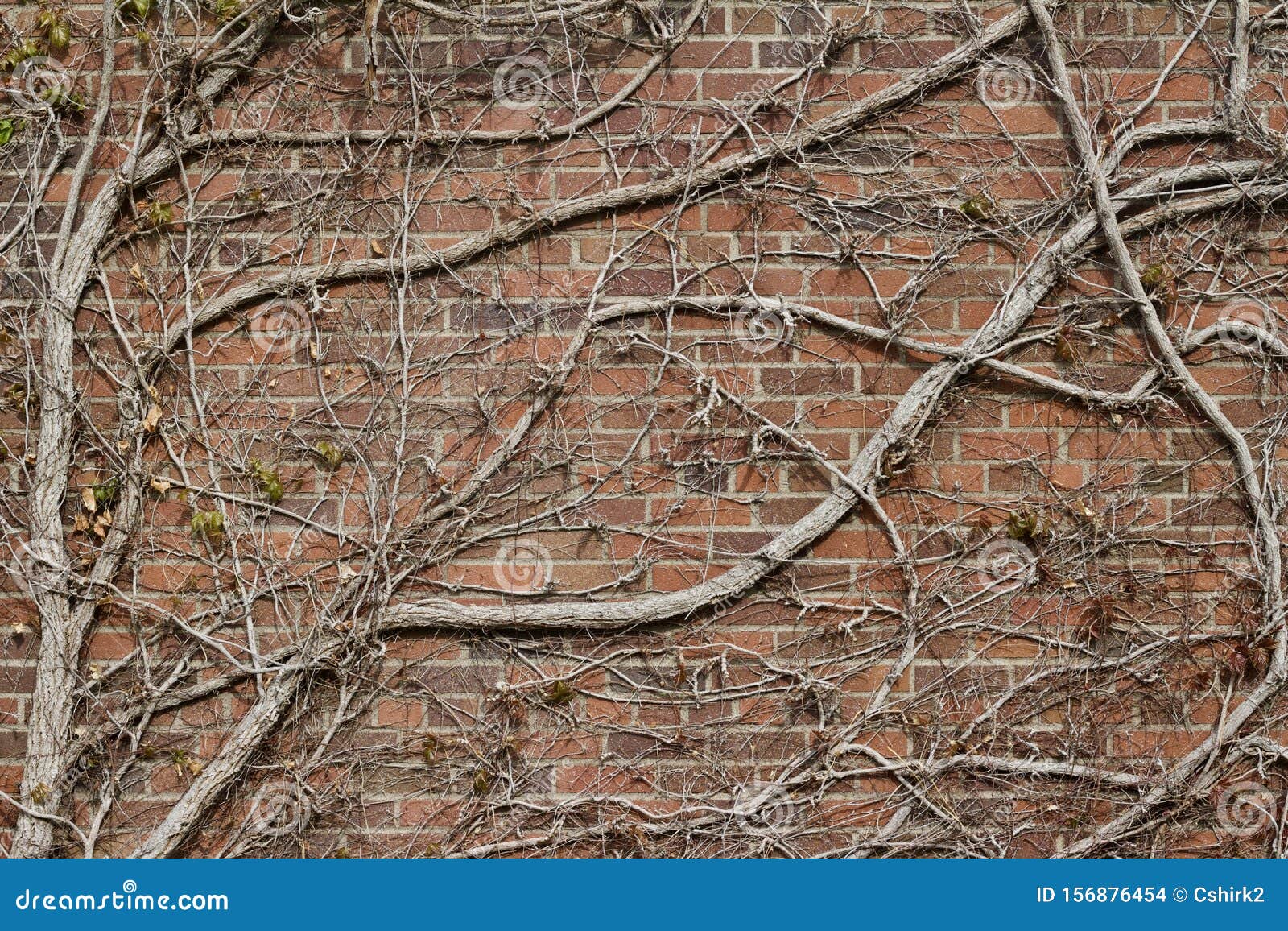 Vintage Red Brown Color Brick Wall Texture with with Bare Vine Branches ...