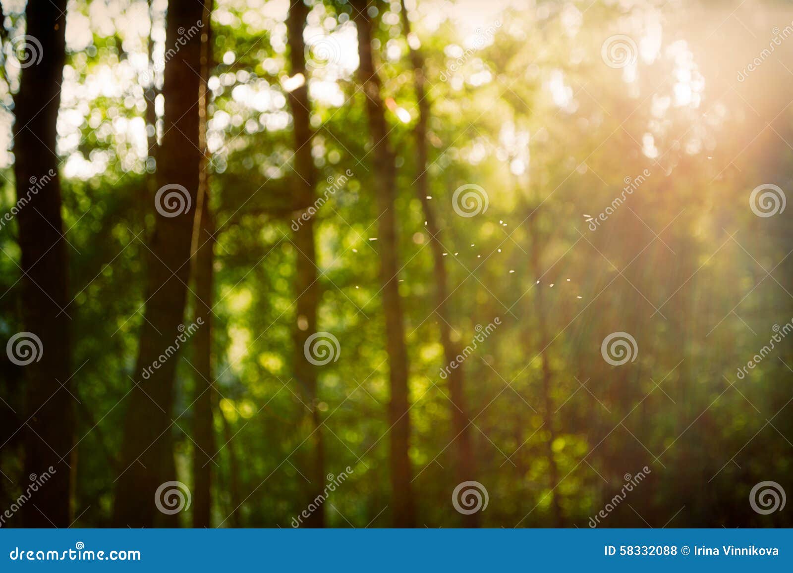 51,221 Blurred Forest Landscape Stock Photos - Free & Royalty-Free ...