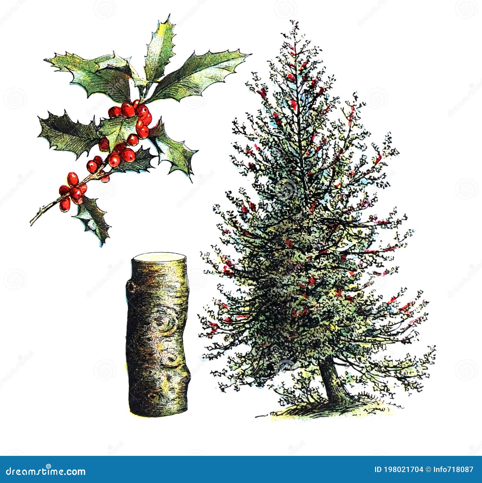 Ilex Aquifolium or Holly, Common Holly, English Holly European Holly or ... Ilex Aquifolium or Holly, Common Holly, English Holly European Holly or ...