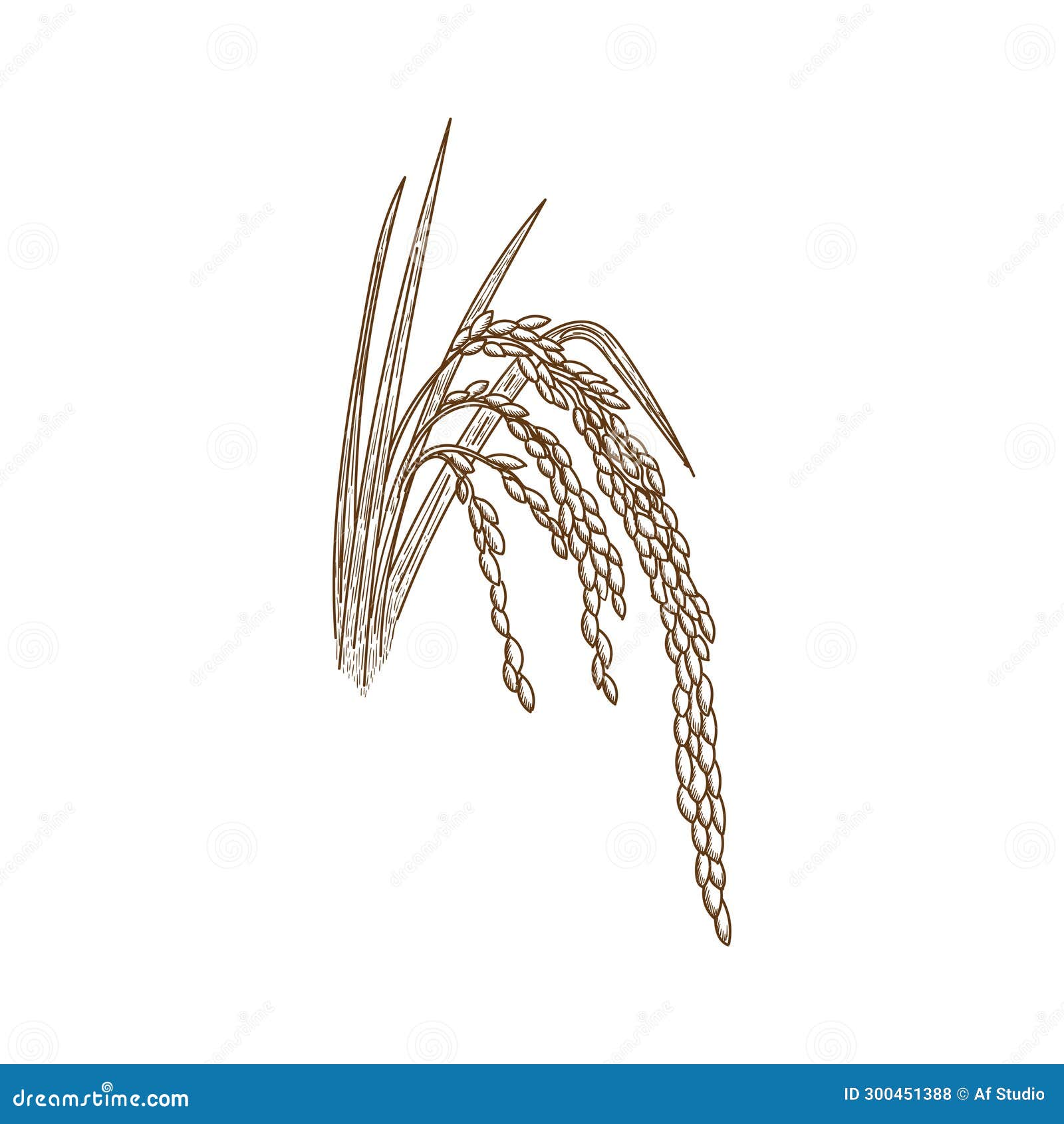 Vintage Retro Sketch Hand Drawn Rice Illustration Stock Vector ...