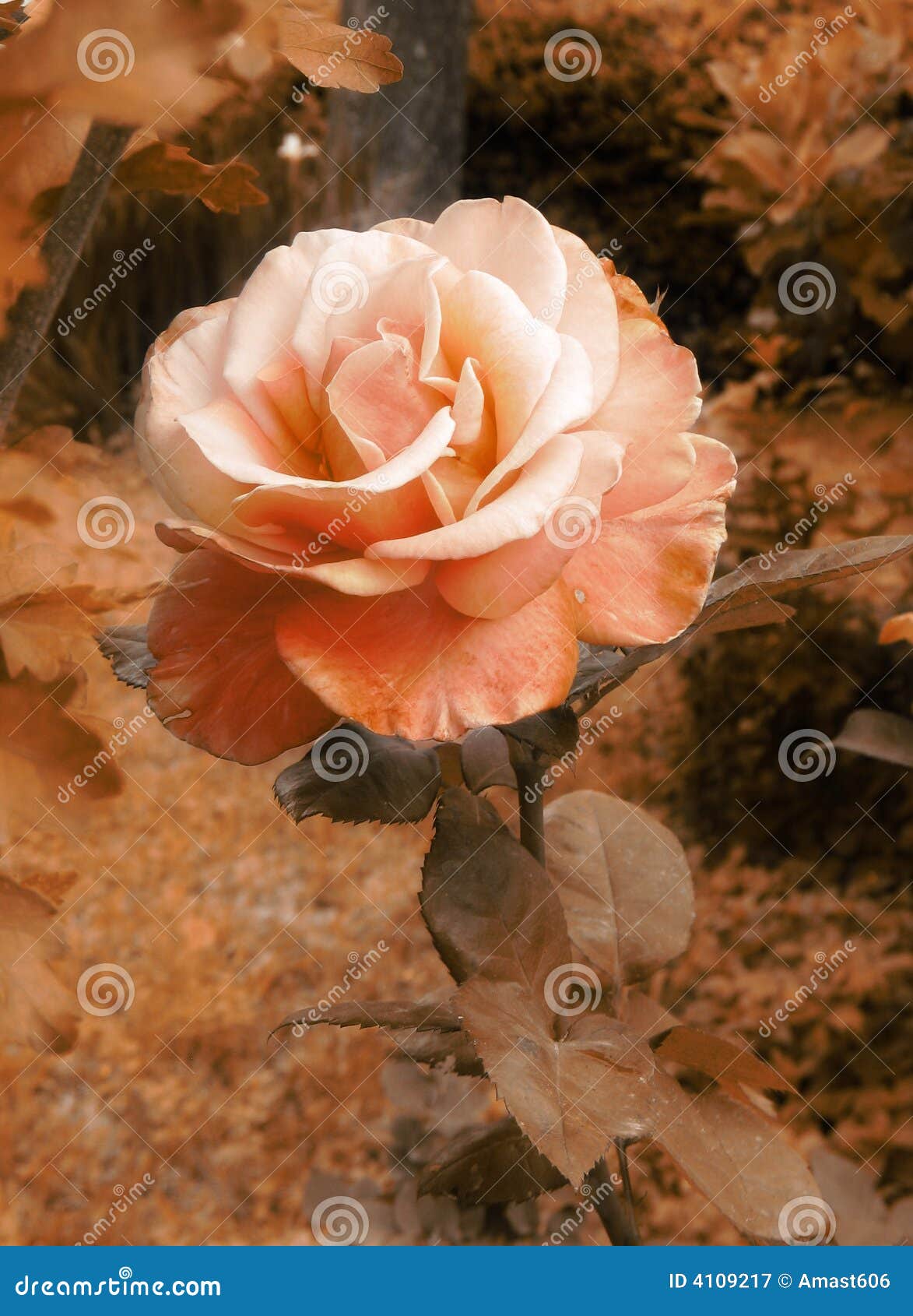 Vintage romantic rose stock image. Image of flower, petals - 4109217