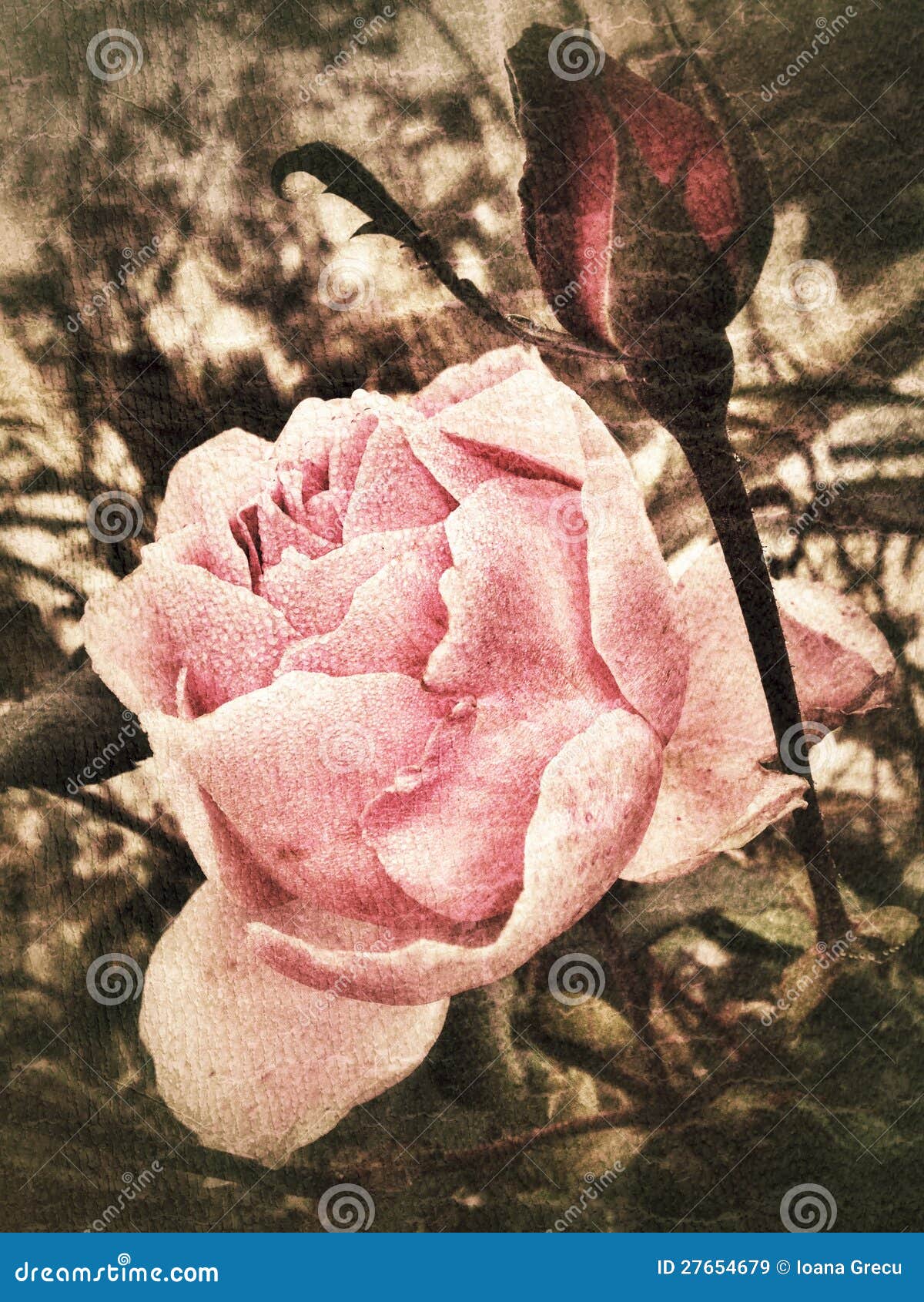 Vintage rose stock image. Image of paper, flower, flowering - 27654679