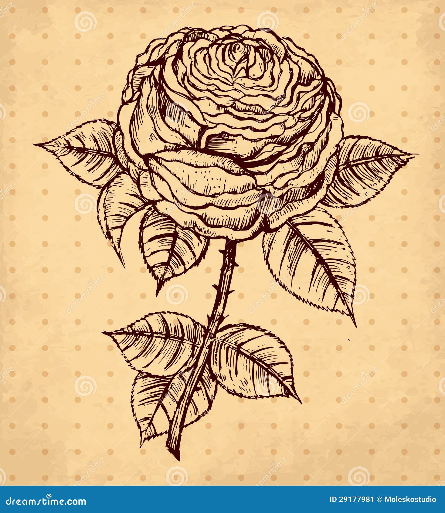Vintage rose stock illustration. Illustration of hand - 29177981