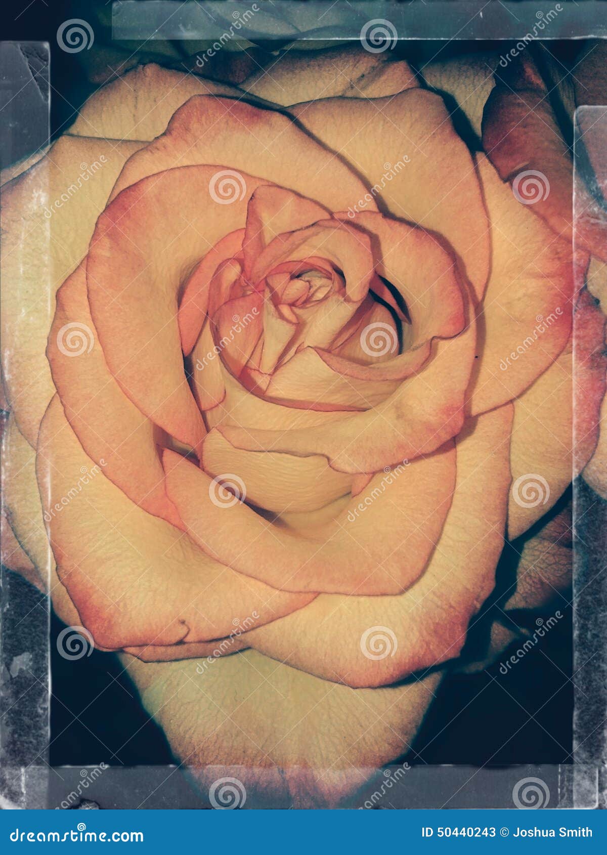 Vintage rose stock image. Image of vintage, looking, rose - 50440243