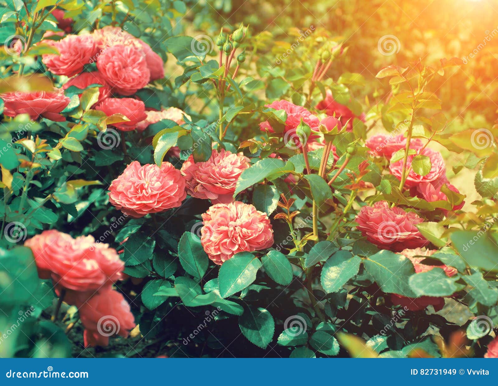 Vintage rose plantation stock image. Image of natural - 82731949