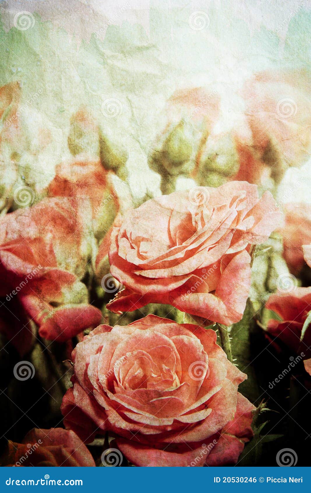 Vintage roses stock photo. Image of floral, blooms, engagement - 20530246