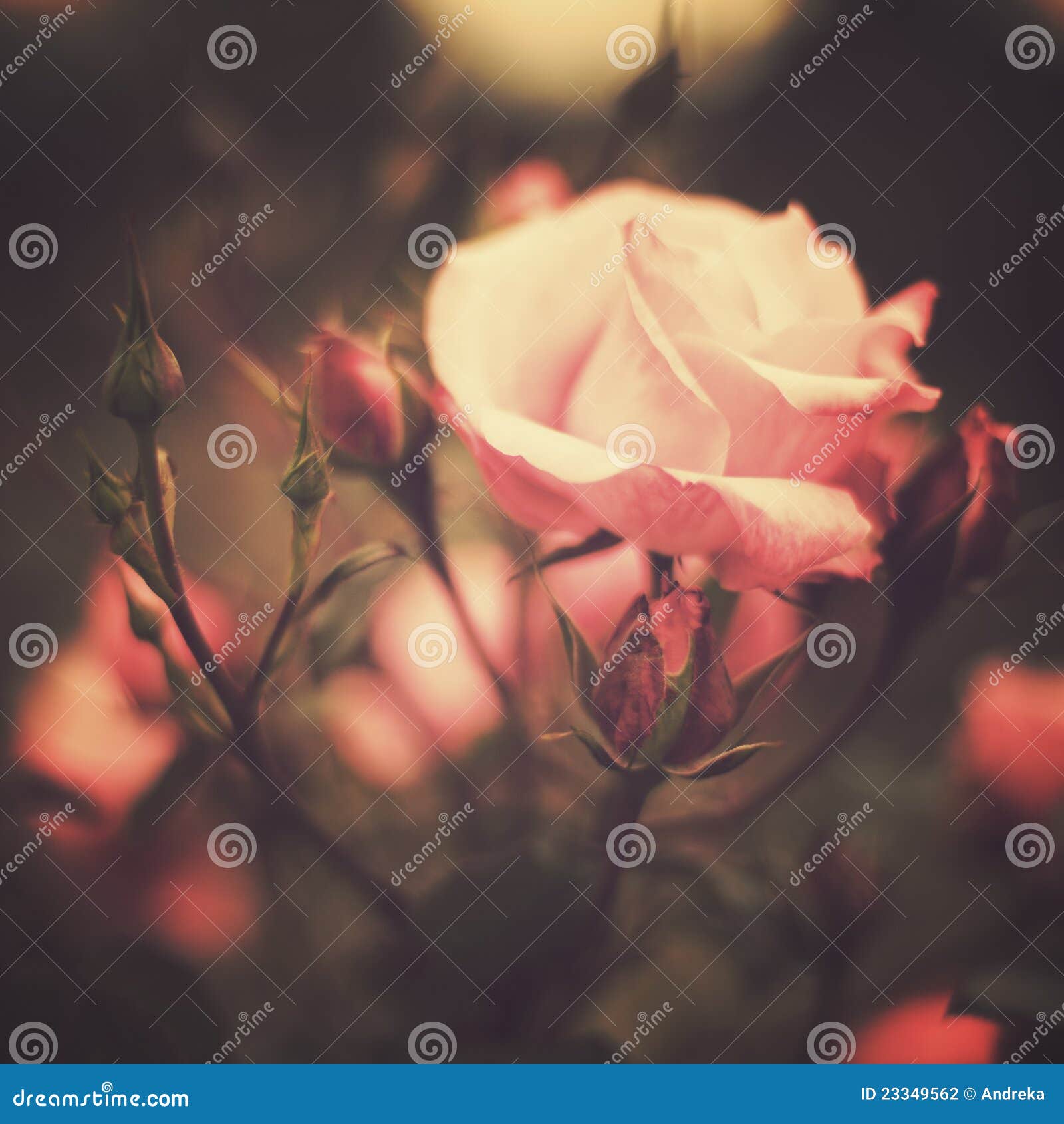 Vintage Roses stock photo. Image of aged, antique, distressed - 23349562