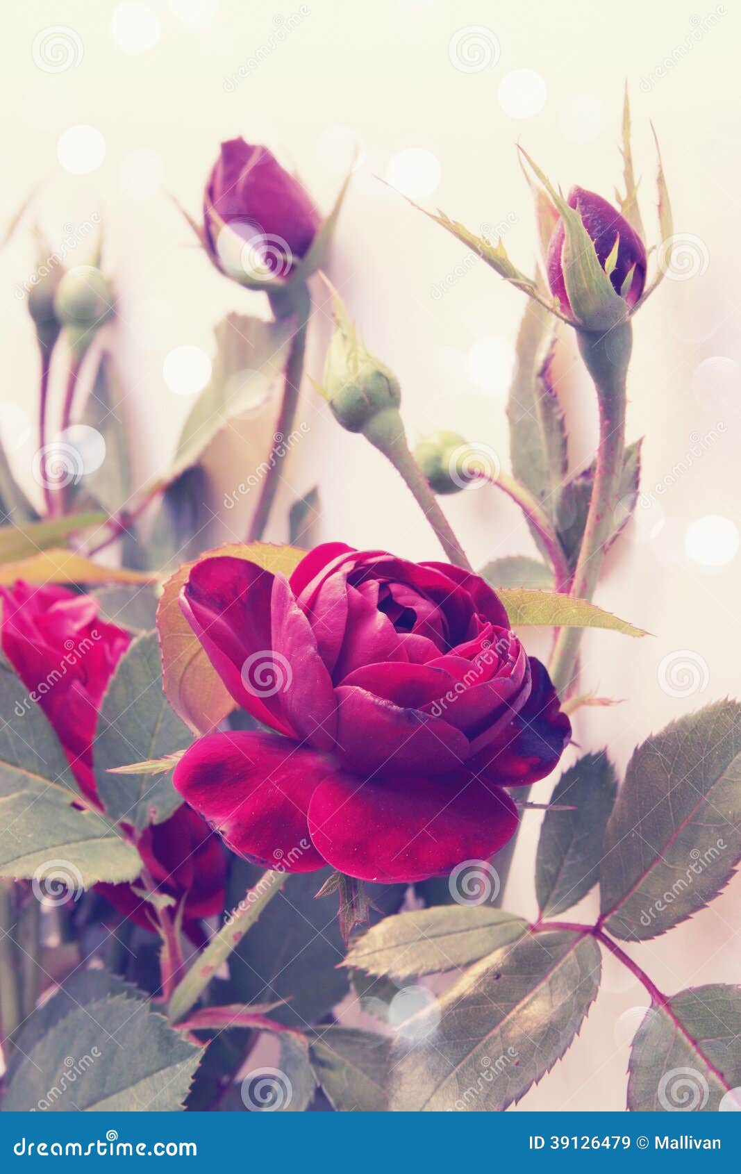 Vintage roses stock image. Image of celebration, retro - 39126479