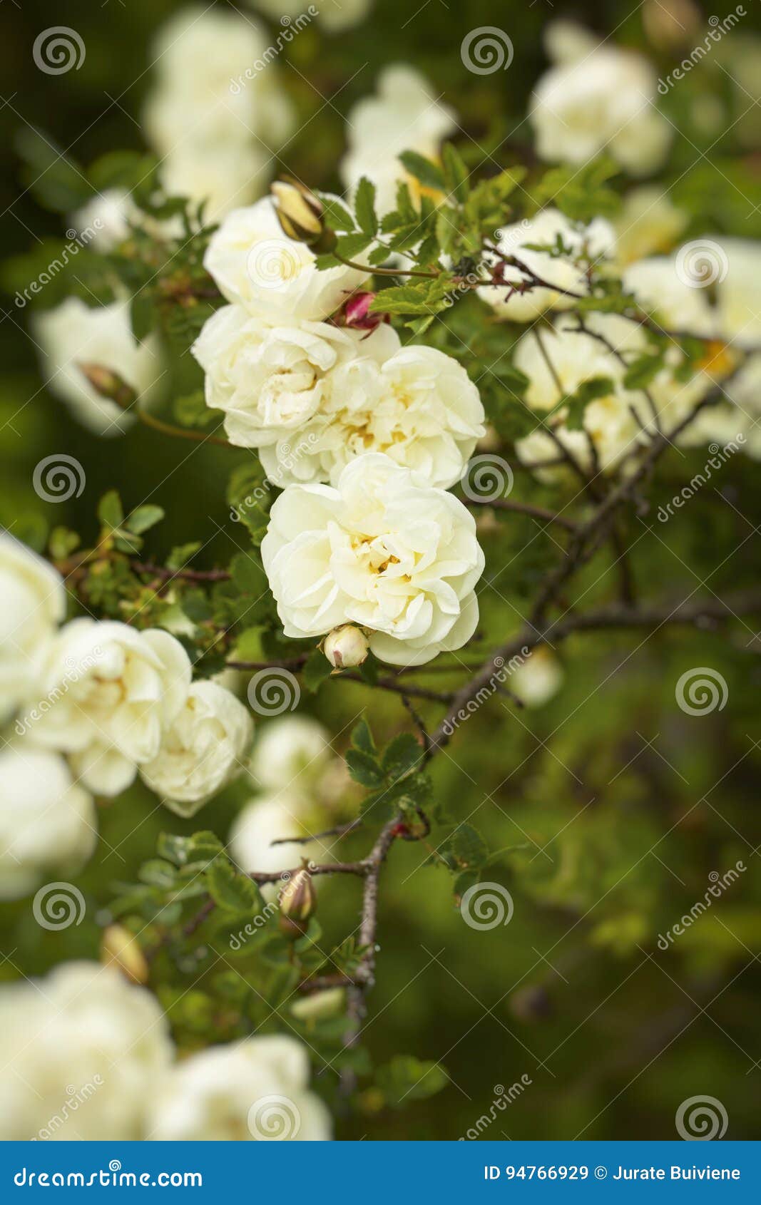 Vintage roses stock image. Image of garden, flower, roses - 94766929