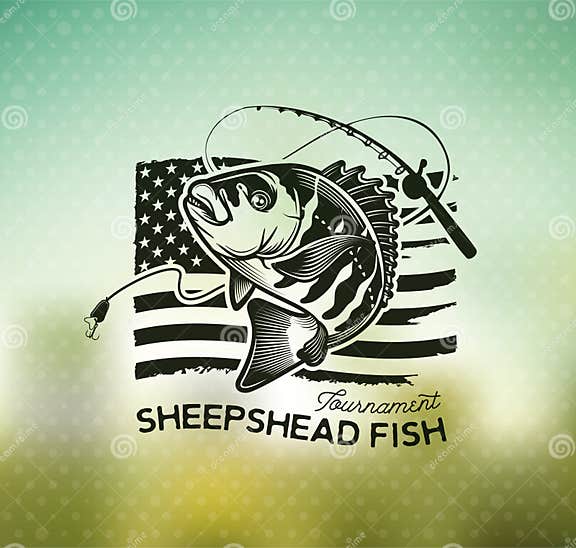 Vintage Sheepshead Fish Emblems. and Labels. Vector Illustration Stock ...