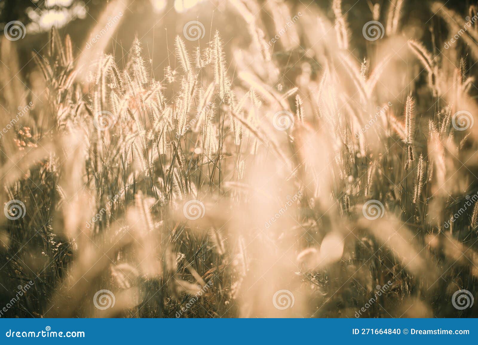 Vintage Soft Light Tone with Motion of Grass Breeze in the Sunset Stock ...