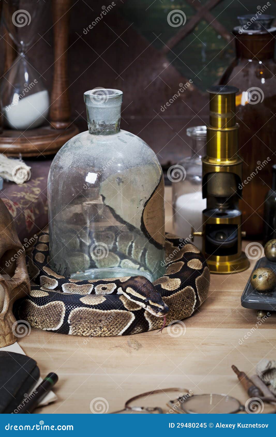 Vintage Still Life with Royal Python Stock Image - Image of vertical ...