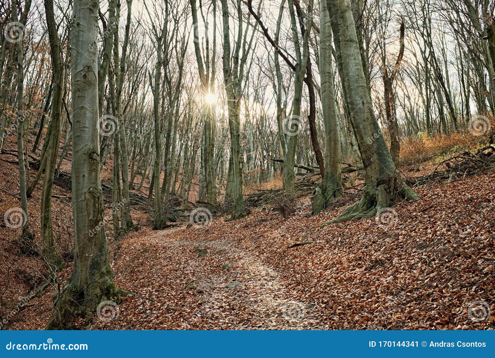 Vintage Style Artistic Photo of a Forest and Pathway Stock Image ...