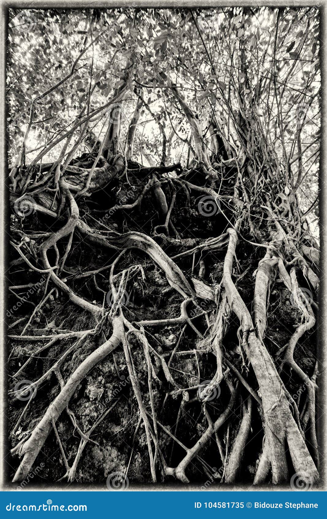 Vintage Style Banyan Tree Roots Stock Image - Image of giant, white ...