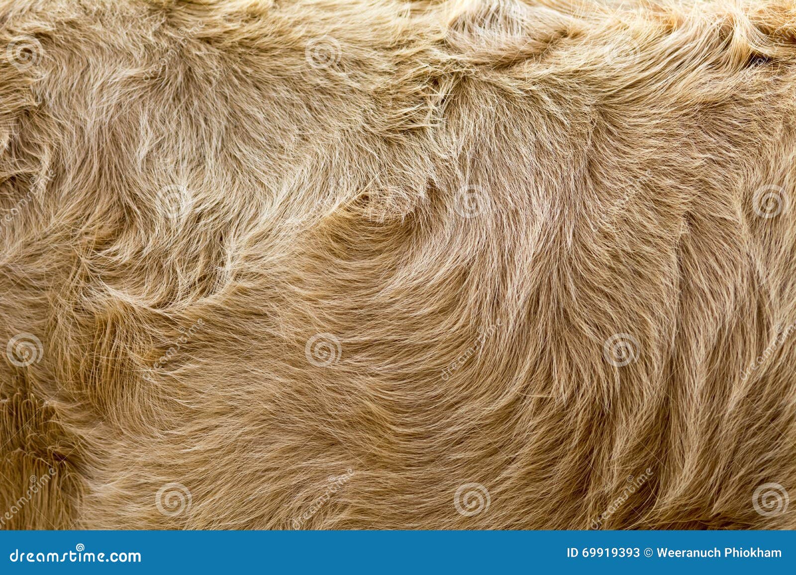 Vintage Style Brown Cow Fur Background Stock Image - Image of hair ...
