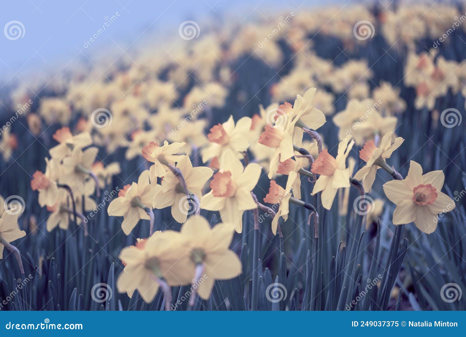 Vintage Style Daffodil Field Stock Image - Image of spring, flower ...
