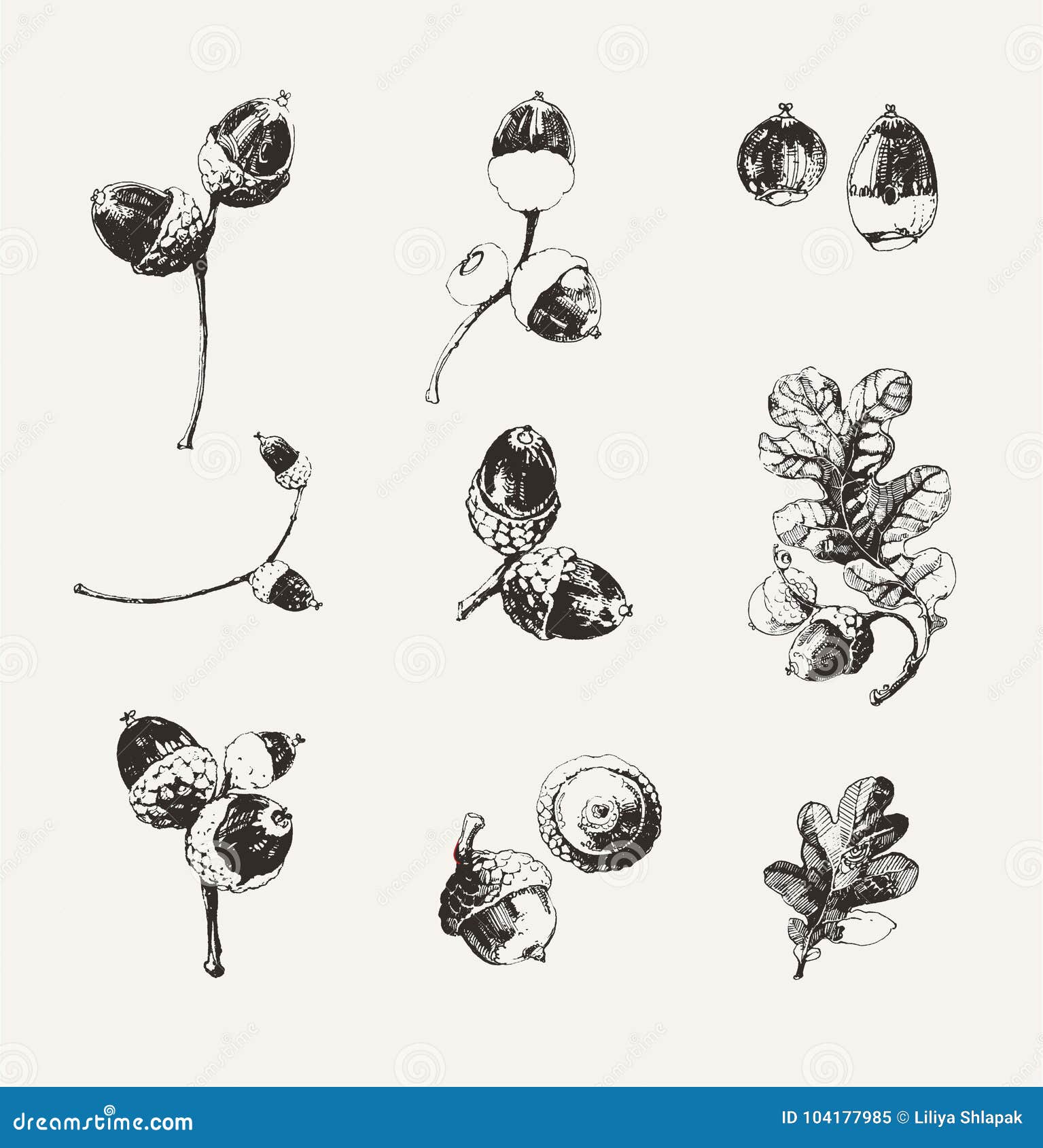 Vintage Style Hand Drawn Acorns Stock Vector - Illustration of vintage ...