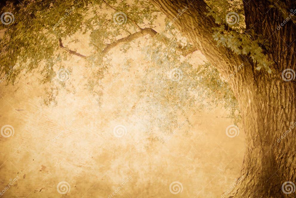 Texture and Tree Wallpaper Image Stock Image - Image of outdoors ...
