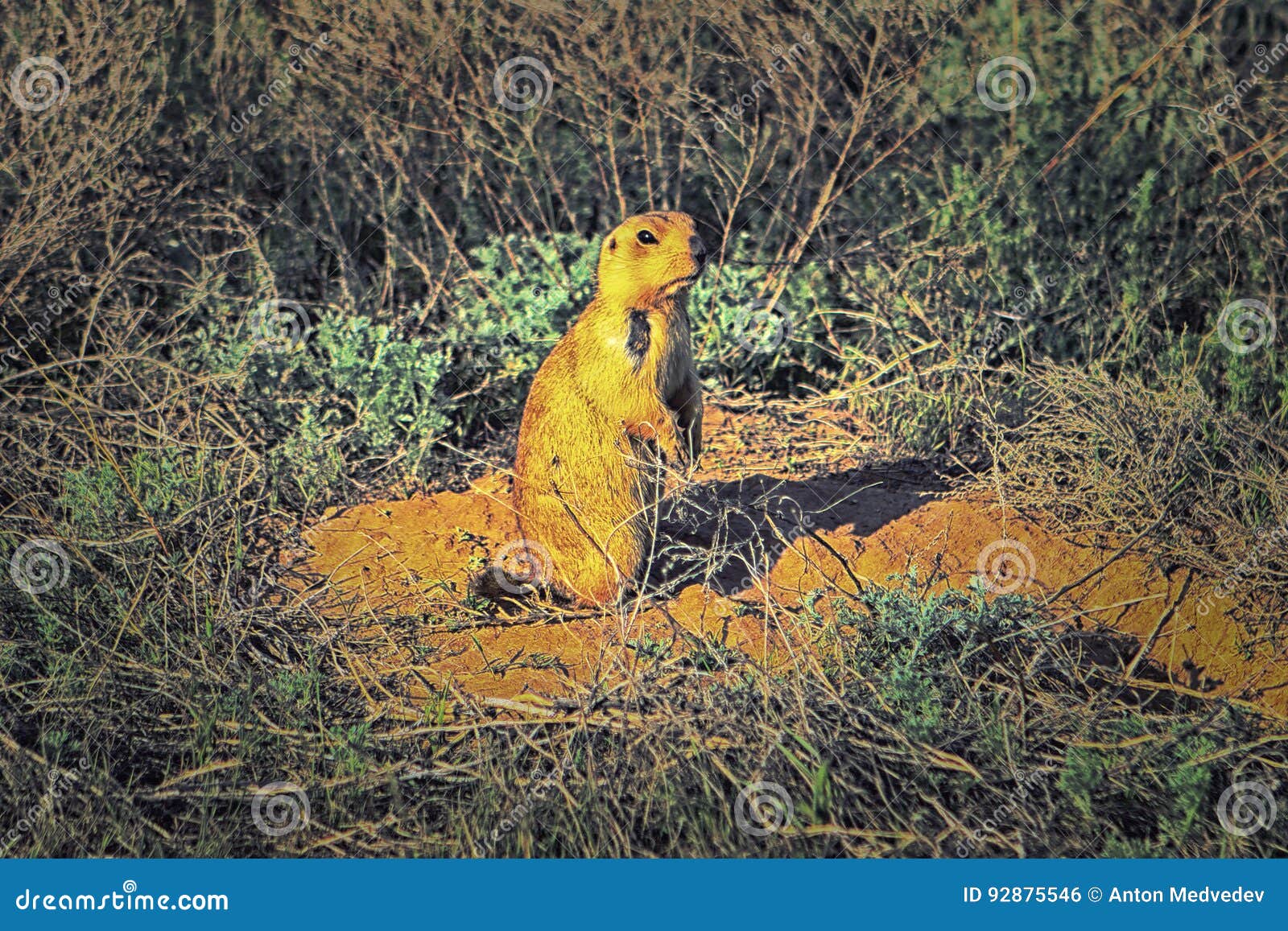Vintage Style Toned Image of the Gopher Stock Photo - Image of green ...