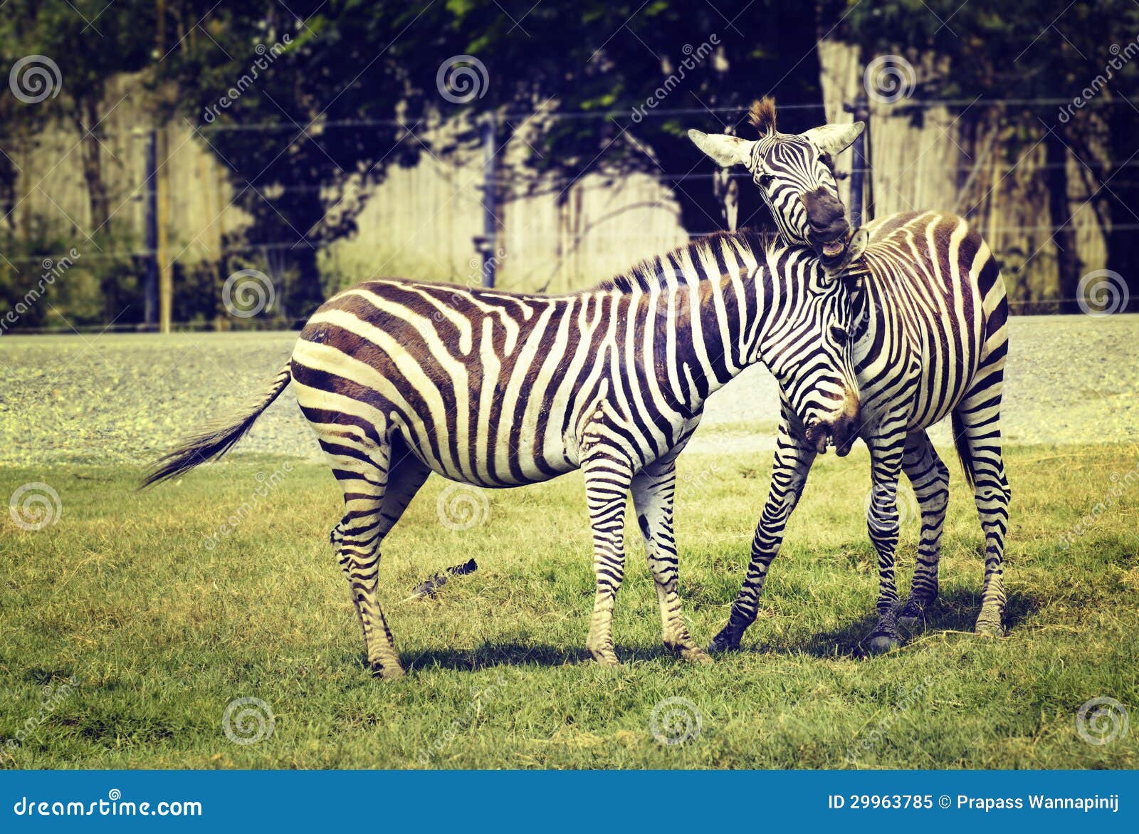 Two zebra playing stock image. Image of standing, striped - 29963785