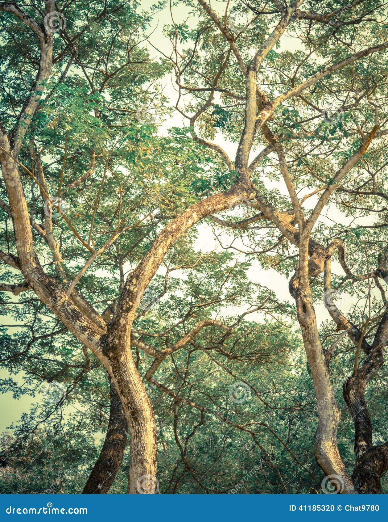 Vintage styled trees stock photo. Image of tropical, nature - 41185320