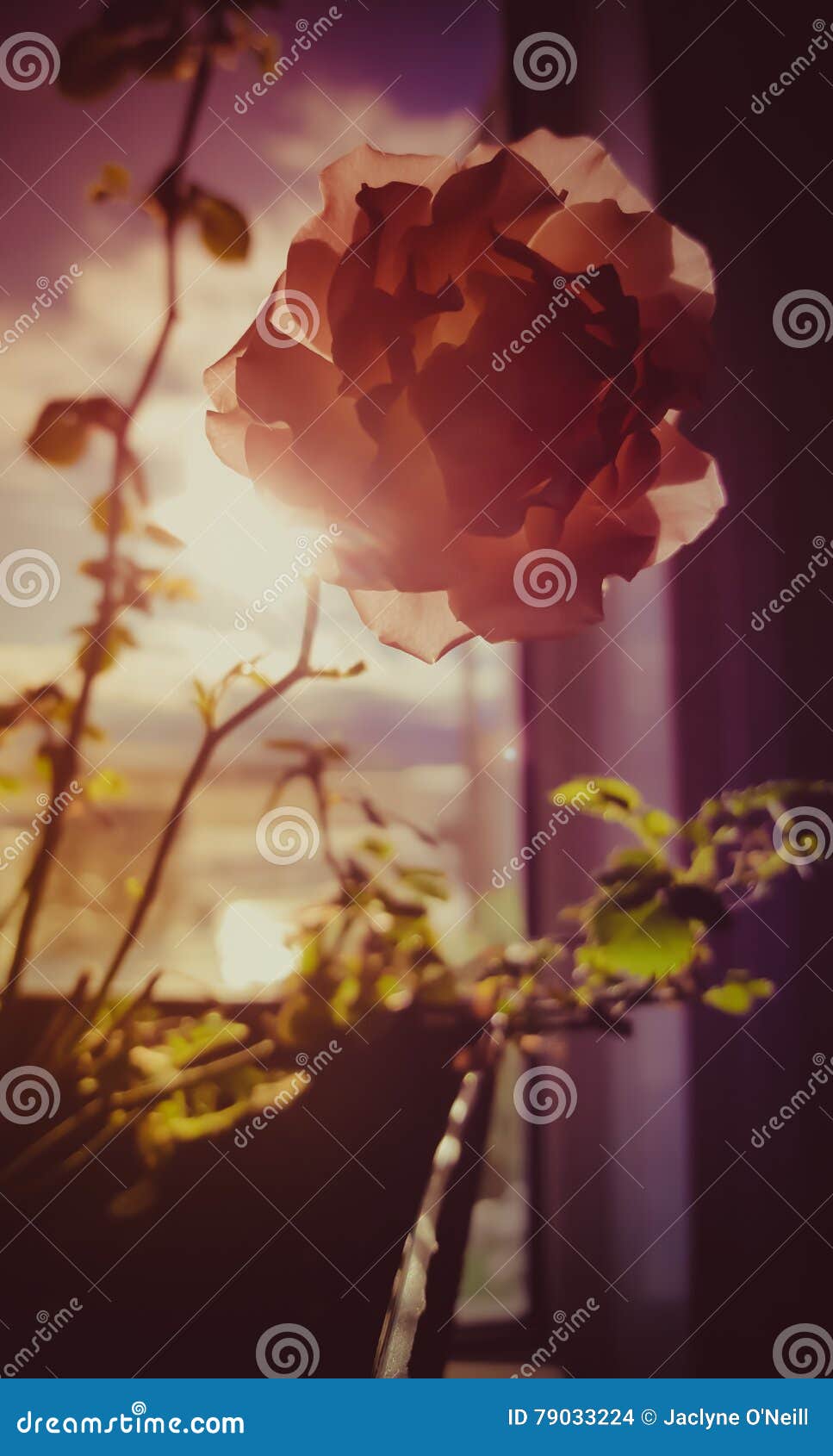 Vintage tea rose stock photo. Image of vintage, filter - 79033224