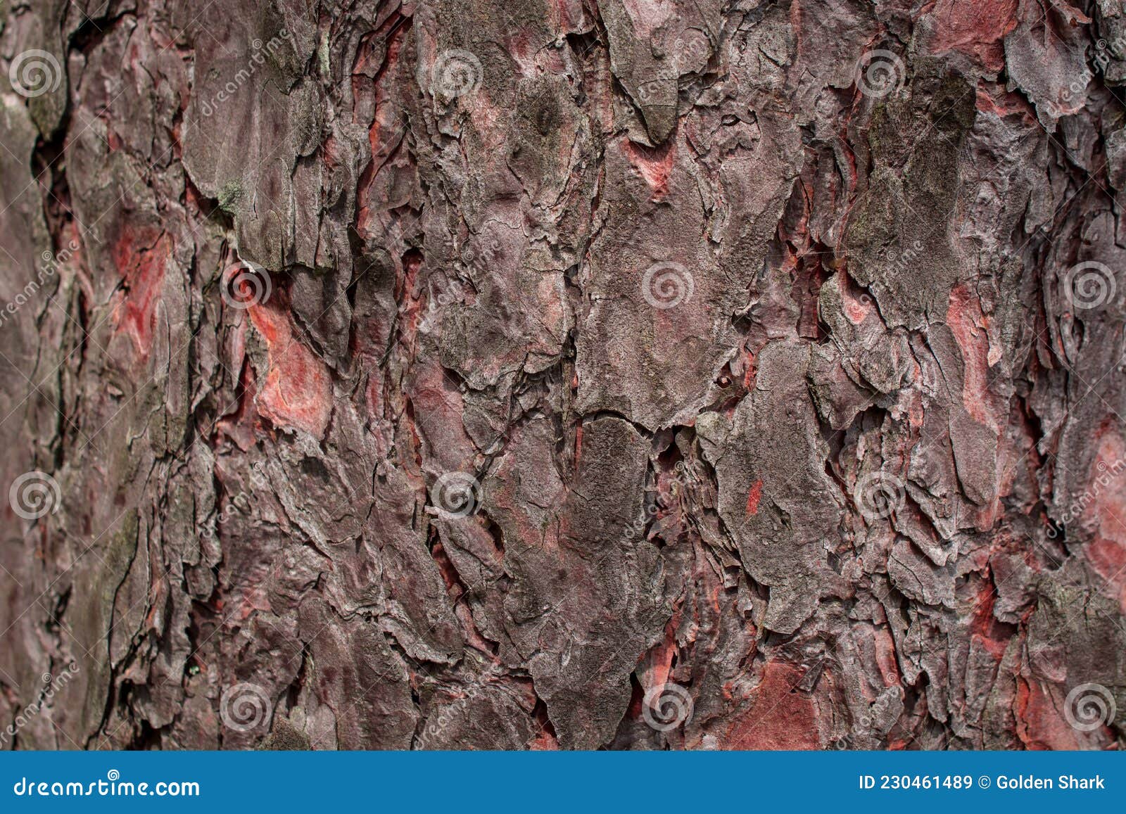 Vintage Texture from Big Tree Skin for Background Stock Image - Image ...