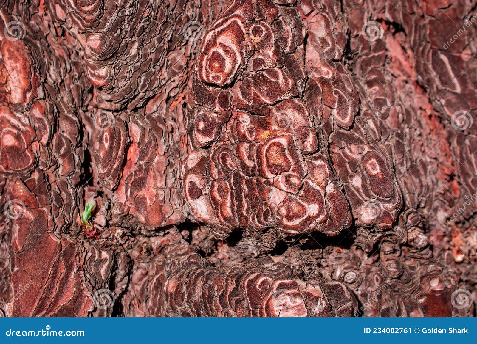 Vintage Texture from Big Tree Skin for Background Stock Image - Image ...