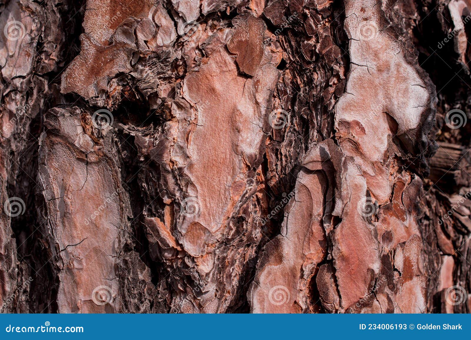 Vintage Texture from Big Tree Skin for Background Stock Image - Image ...