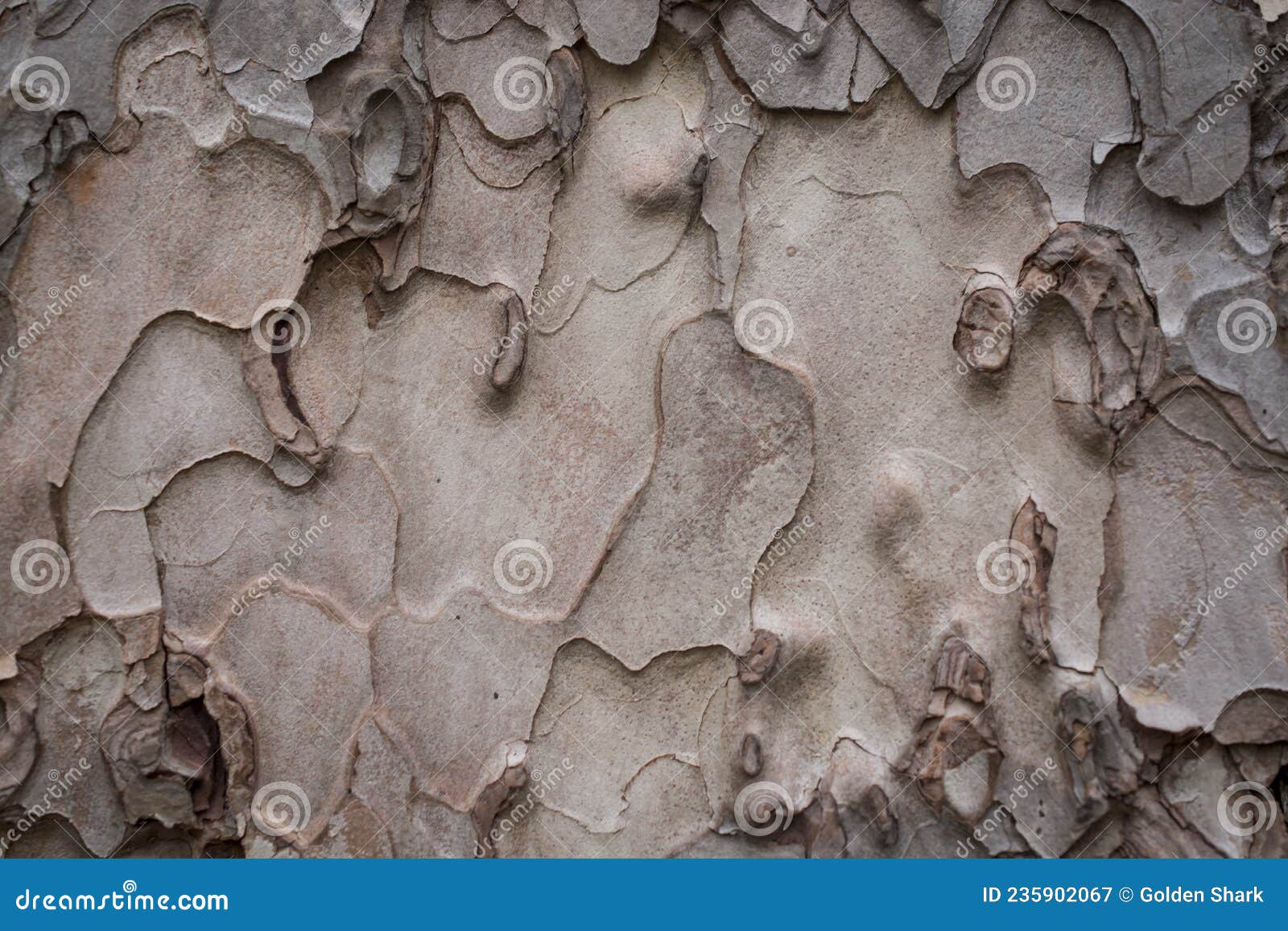 Vintage Texture from Big Tree Skin for Background Stock Image - Image ...