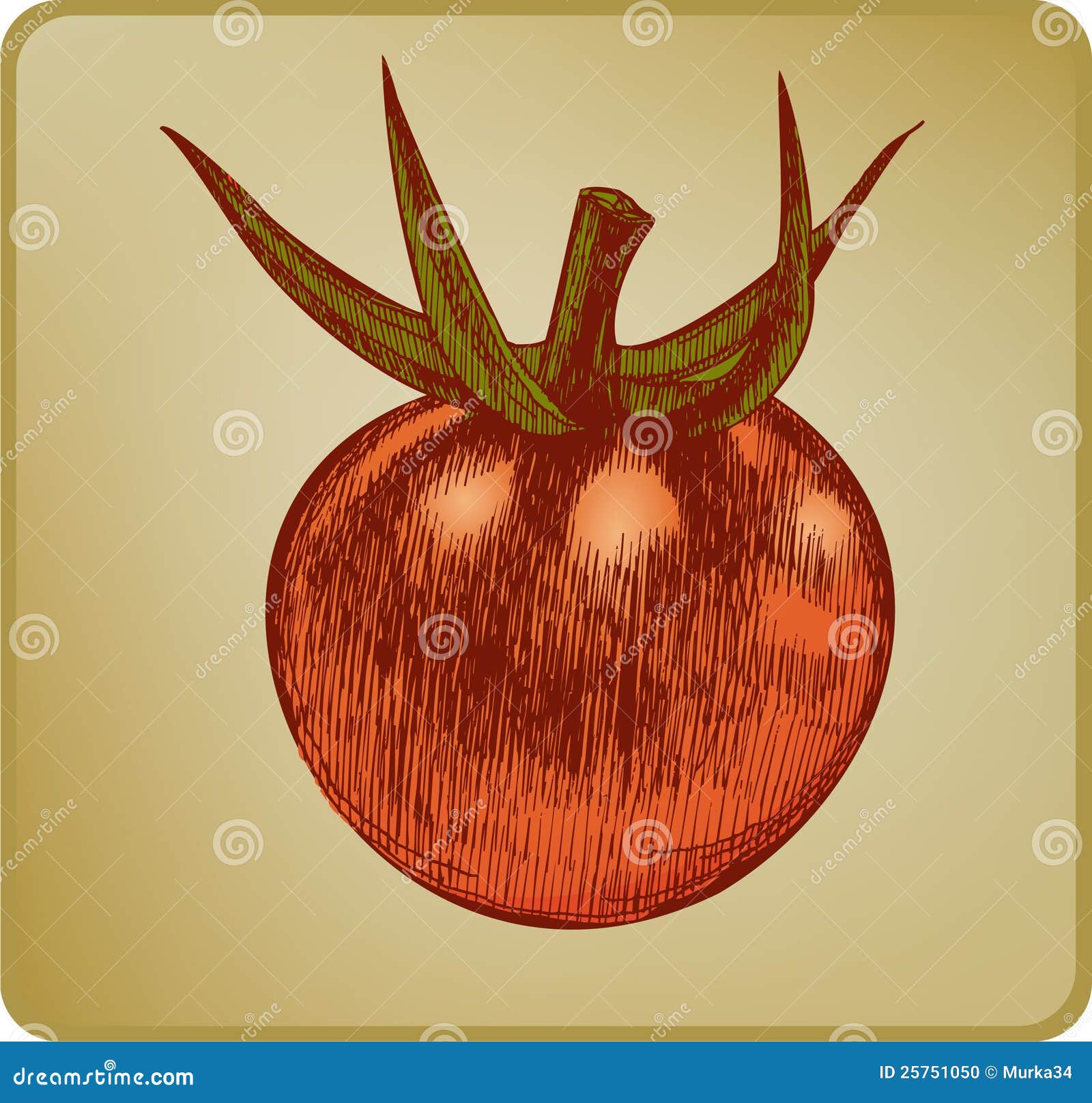 Vintage Tomato, Hand Drawing. Vector Illustration. Stock Vector ...