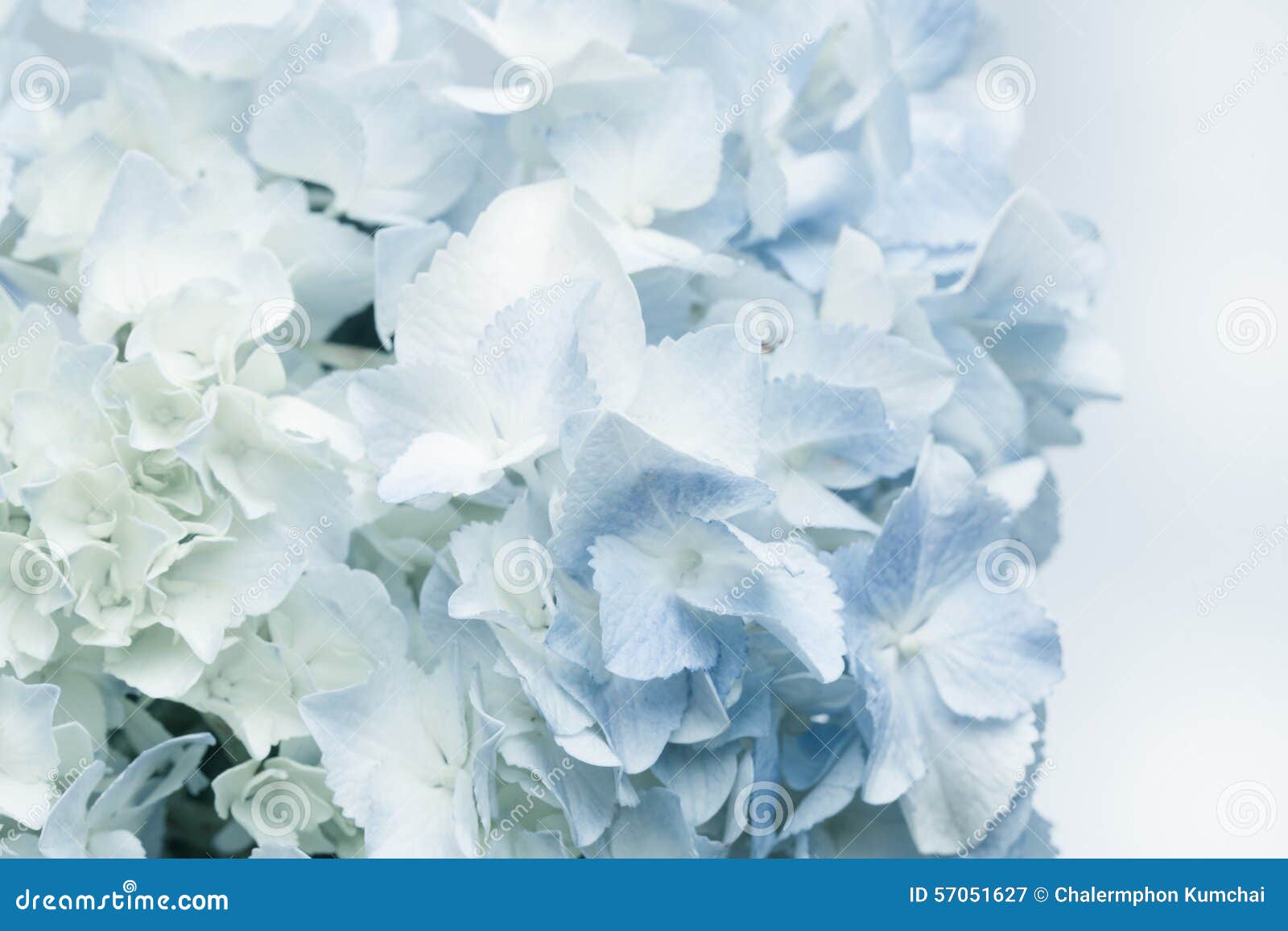 Vintage Tone of Blue Hydrangea Flowers Stock Image - Image of ...