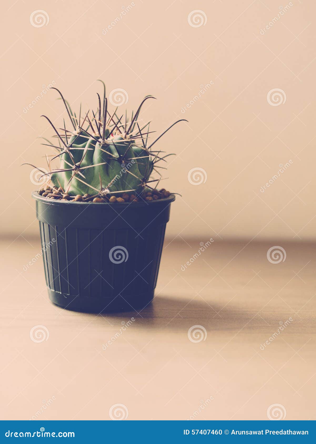 Vintage tone of cactus. stock photo. Image of cactus - 57407460