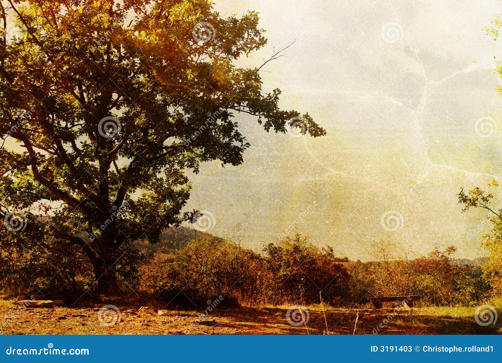 Vintage tree stock image. Image of ecology, ragged, morning - 3191403
