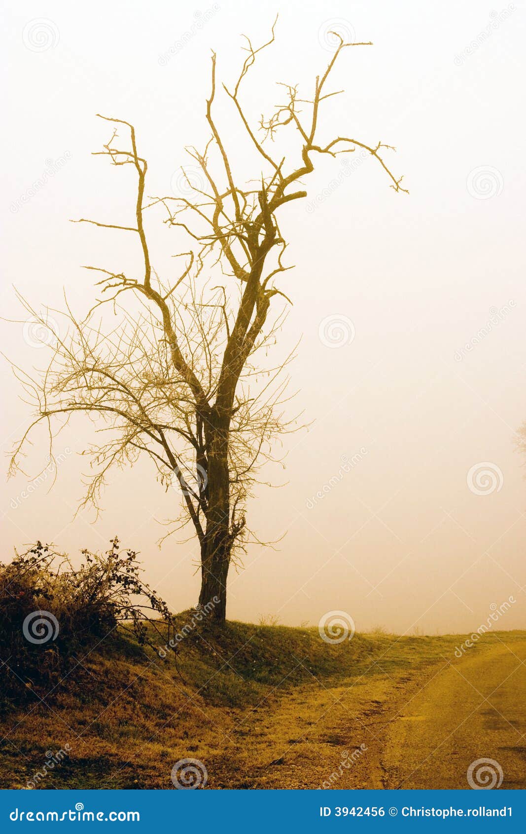 Vintage tree stock photo. Image of grunge, forest, weathered - 3942456