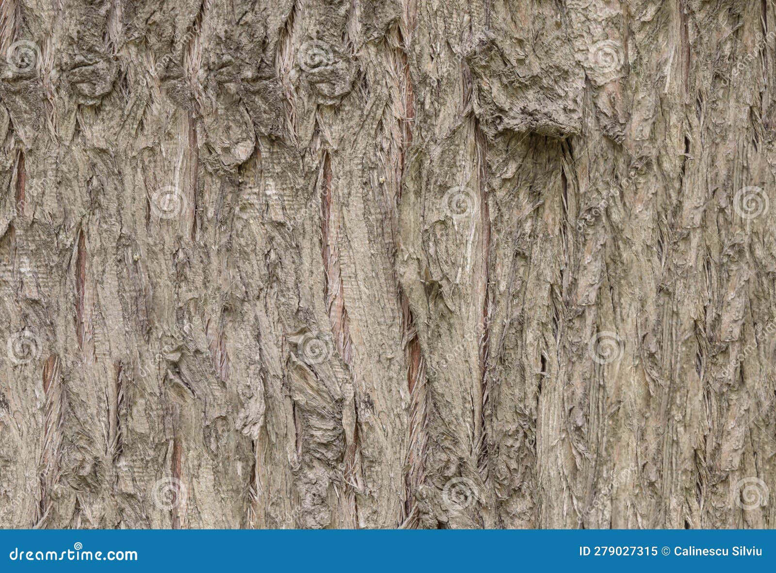 Vintage Tree Bark Texture Background, Texture for Graphic Design. Stock ...