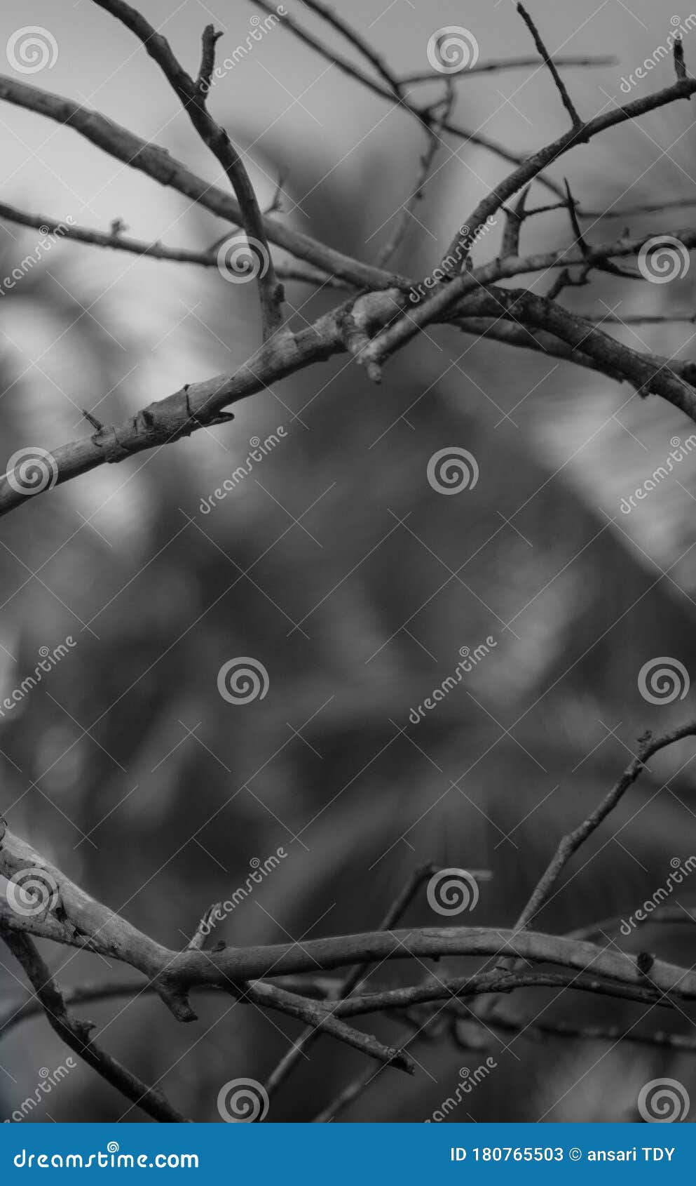 Vintage Tree Branch Horn Blackandwhite Wallpaper Stock Image - Image of ...