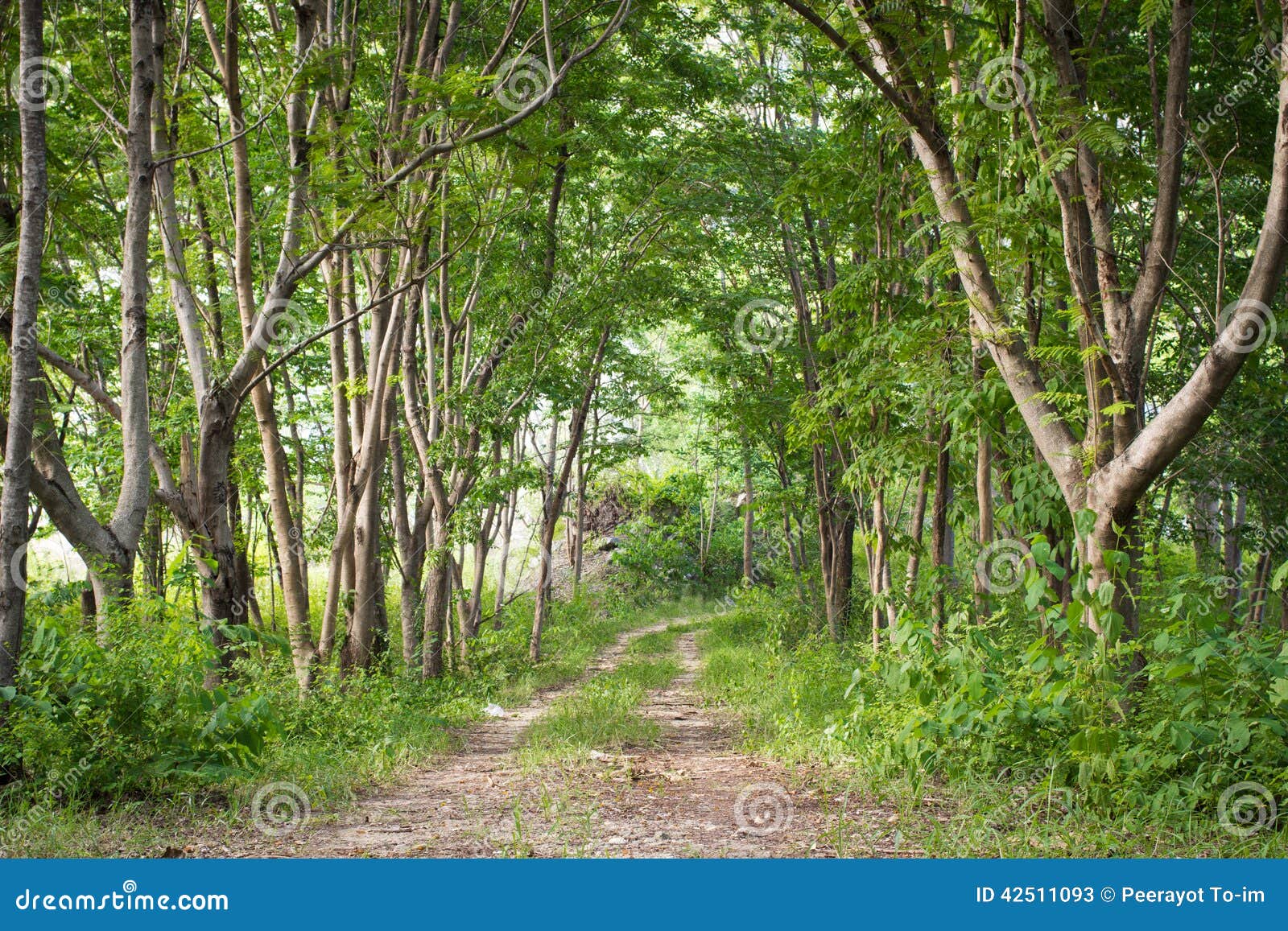 Vintage Trees Alley,path Way in Forest. Stock Image - Image of scene ...